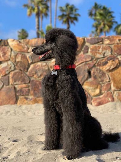 5 Most Common Poodle Health Issues | Lucy Pet