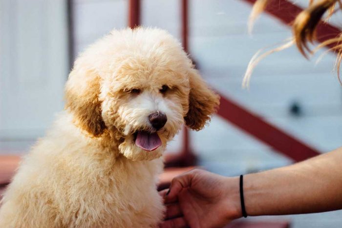 5 Most Common Poodle Health Issues | Lucy Pet