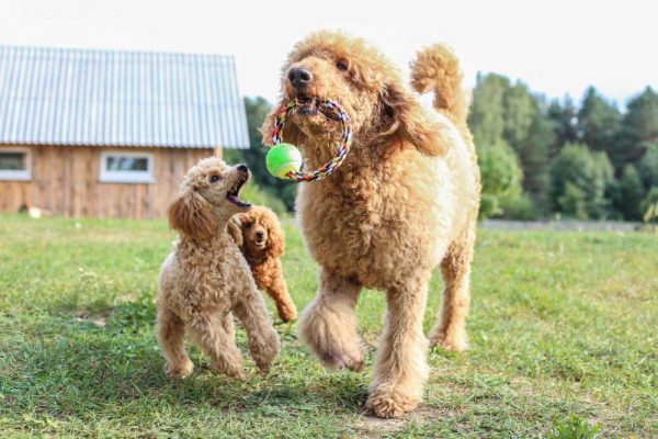 10 Interesting Facts About Poodles | Lucy Pet
