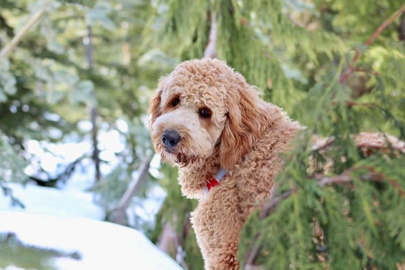 10 Interesting Facts About Poodles | Lucy Pet